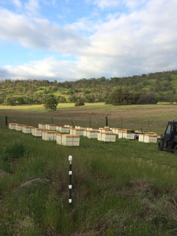 About us - Central Valley Beekeepers Association